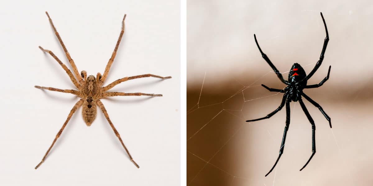 Spider Bites: How to Identify and Treat - Integrity Urgent Care