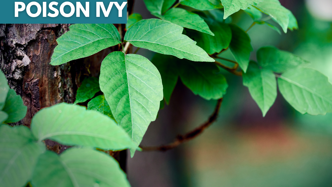 Poison Ivy, Poison Oak, Poison Sumac – What’s the Difference ...